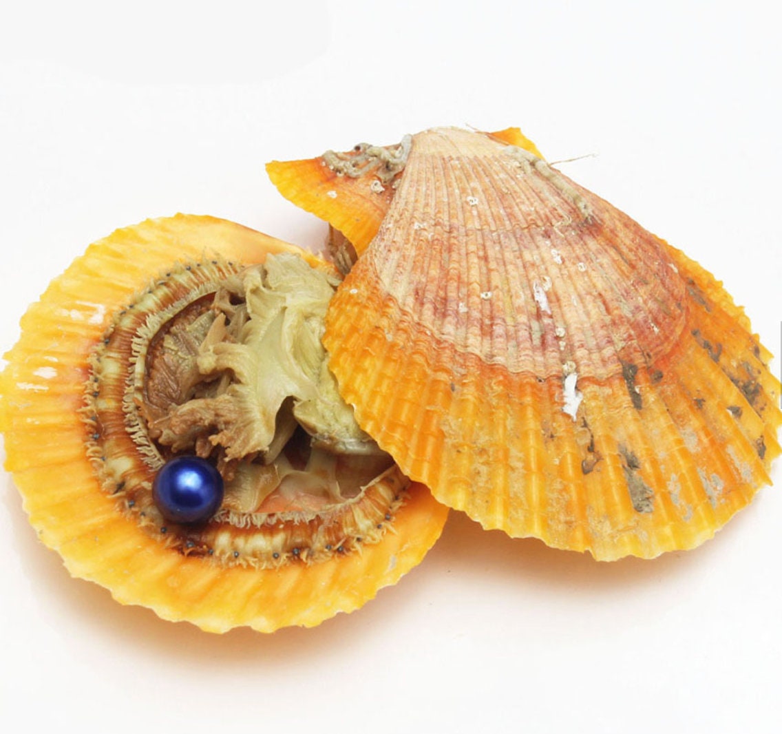 Red Shell Akoya Pearl (single Pearl Oyster) - Etsy