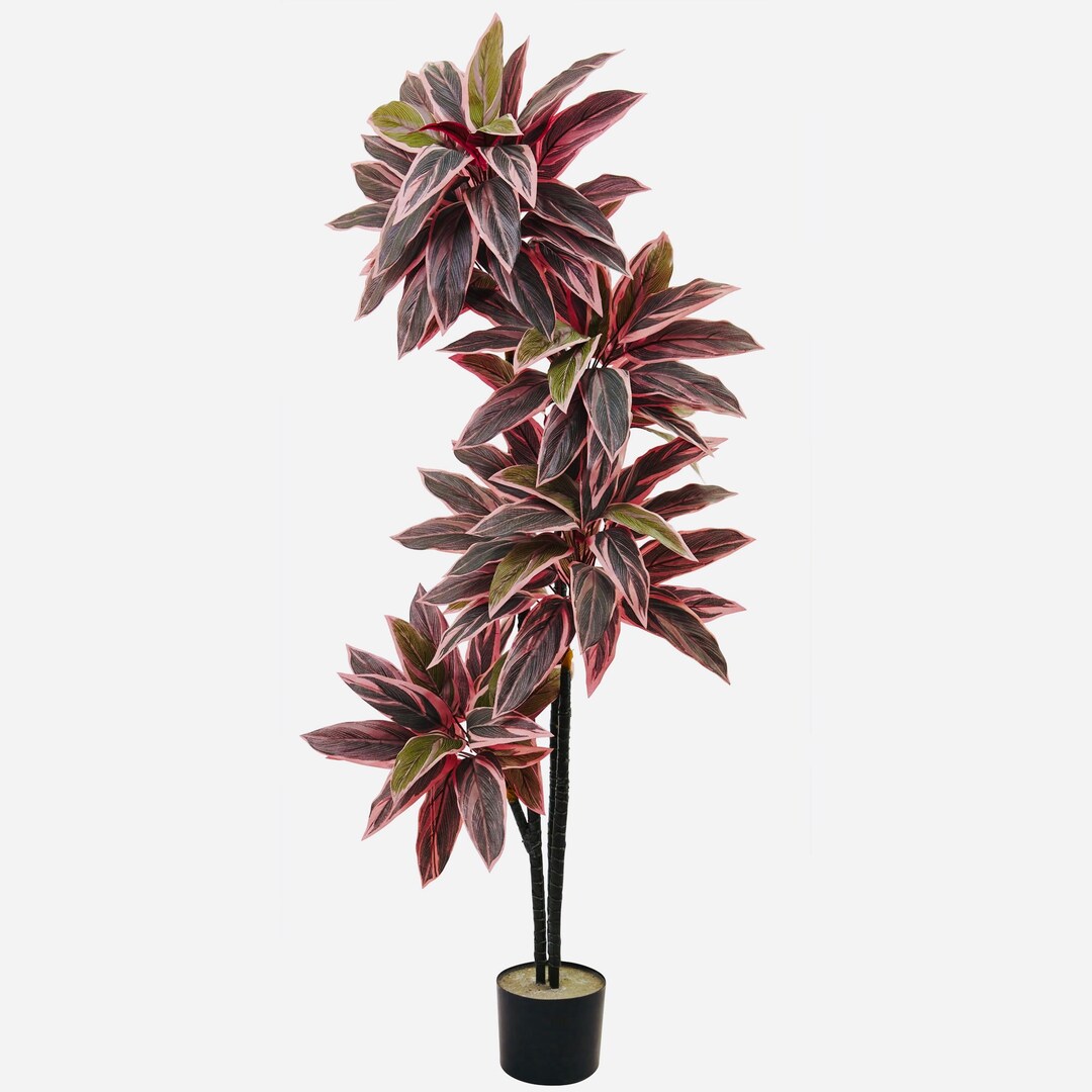 Planta de seda Caladium de 5 pies - Etsy España