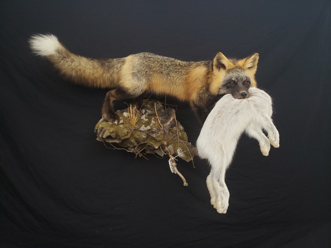 Custom Red Fox Taxidermy Mount - Etsy Canada
