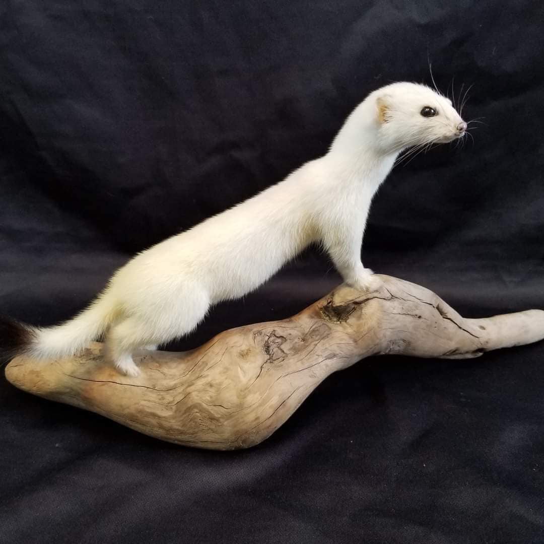 Custom Ermine / Stoat Taxidermy Mount - Etsy Canada
