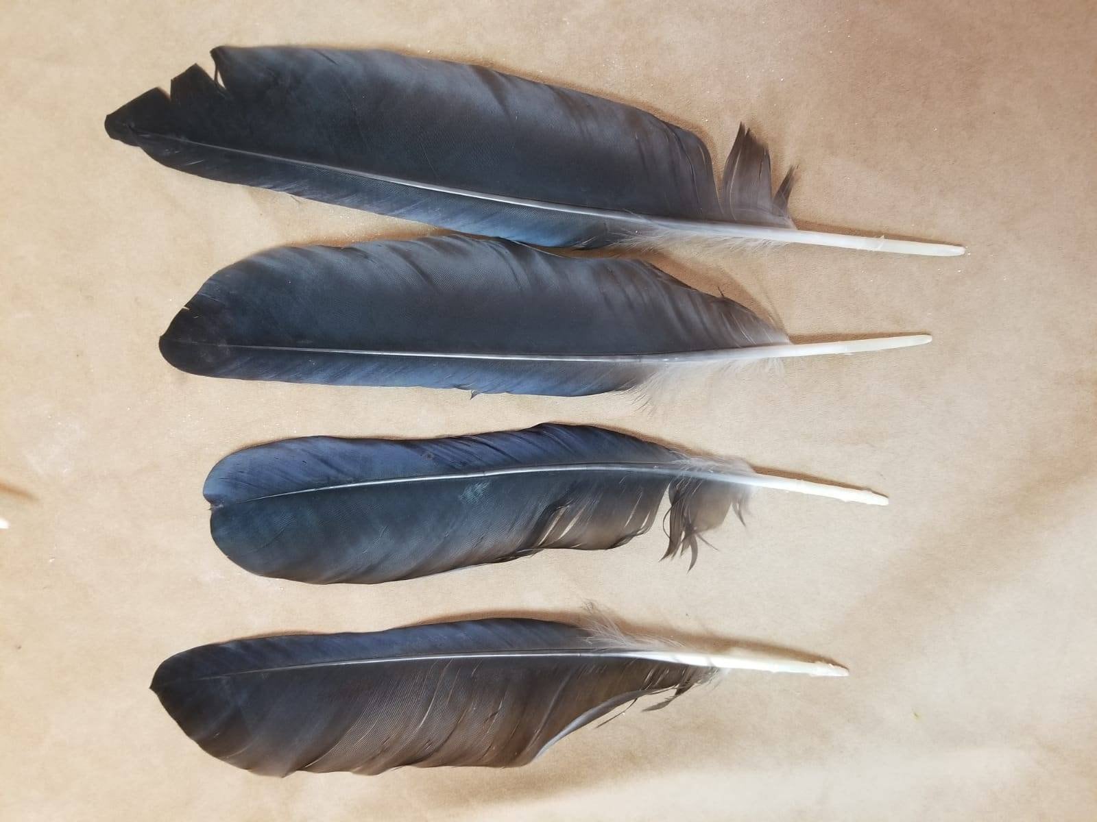 Raven secondary wing feathers | Etsy