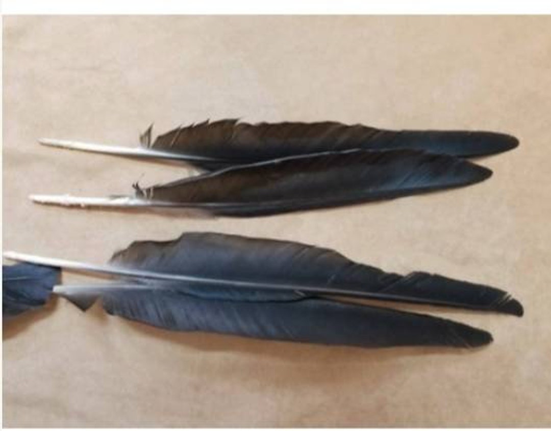 Raven Primary Wing Feathers - Etsy