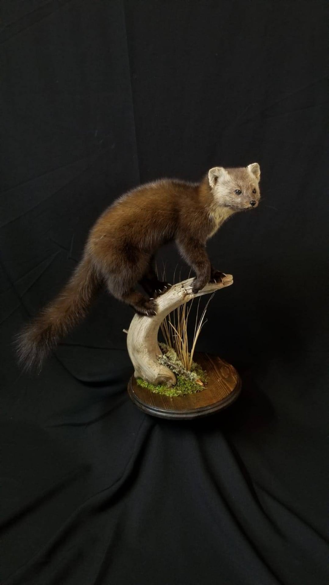 Custom Pine Martin Taxidermy Mount - Etsy Canada