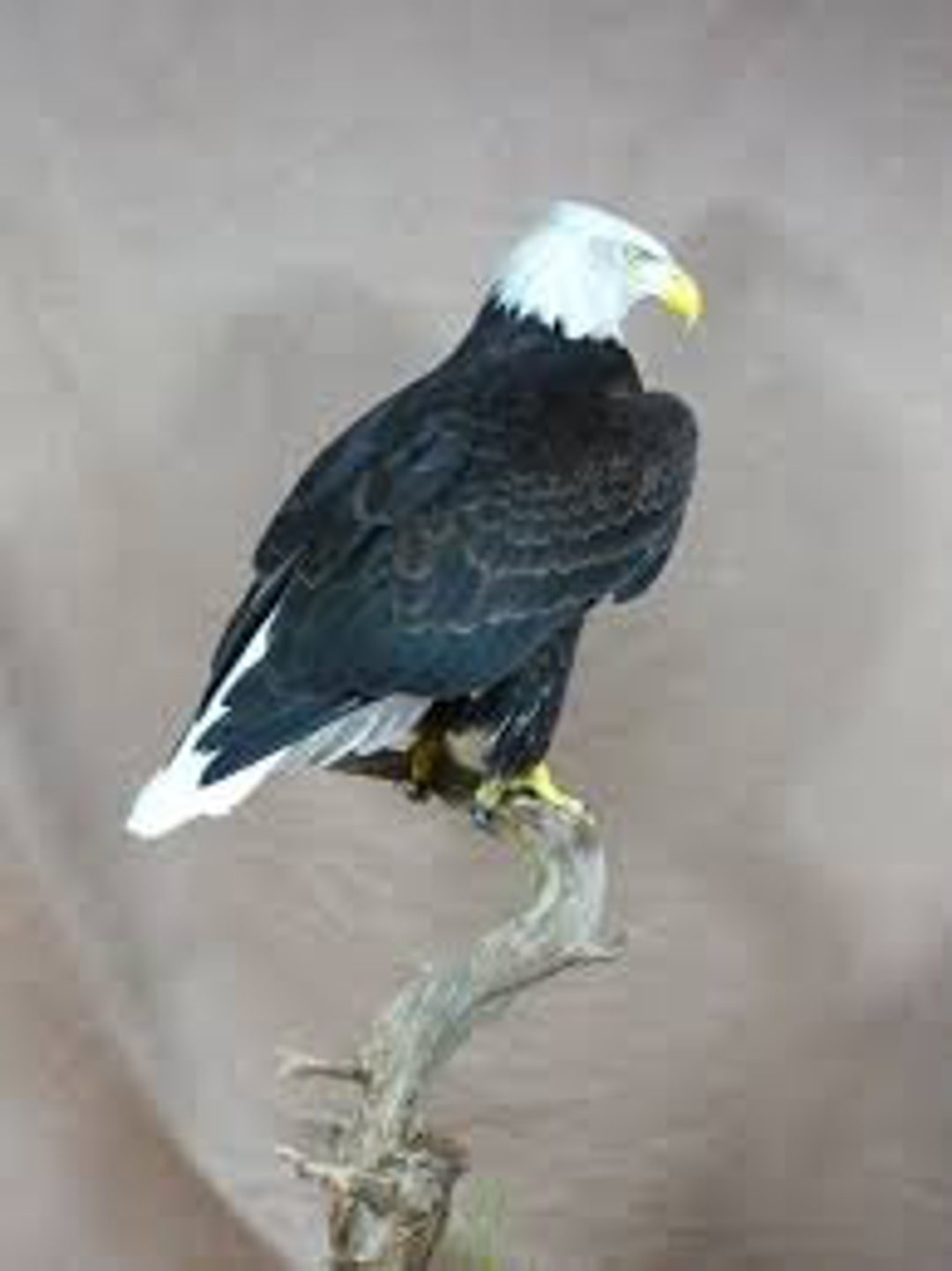 Bald Eagle Re-creation / Reproduction Taxidermy Mount. No Paperwork ...