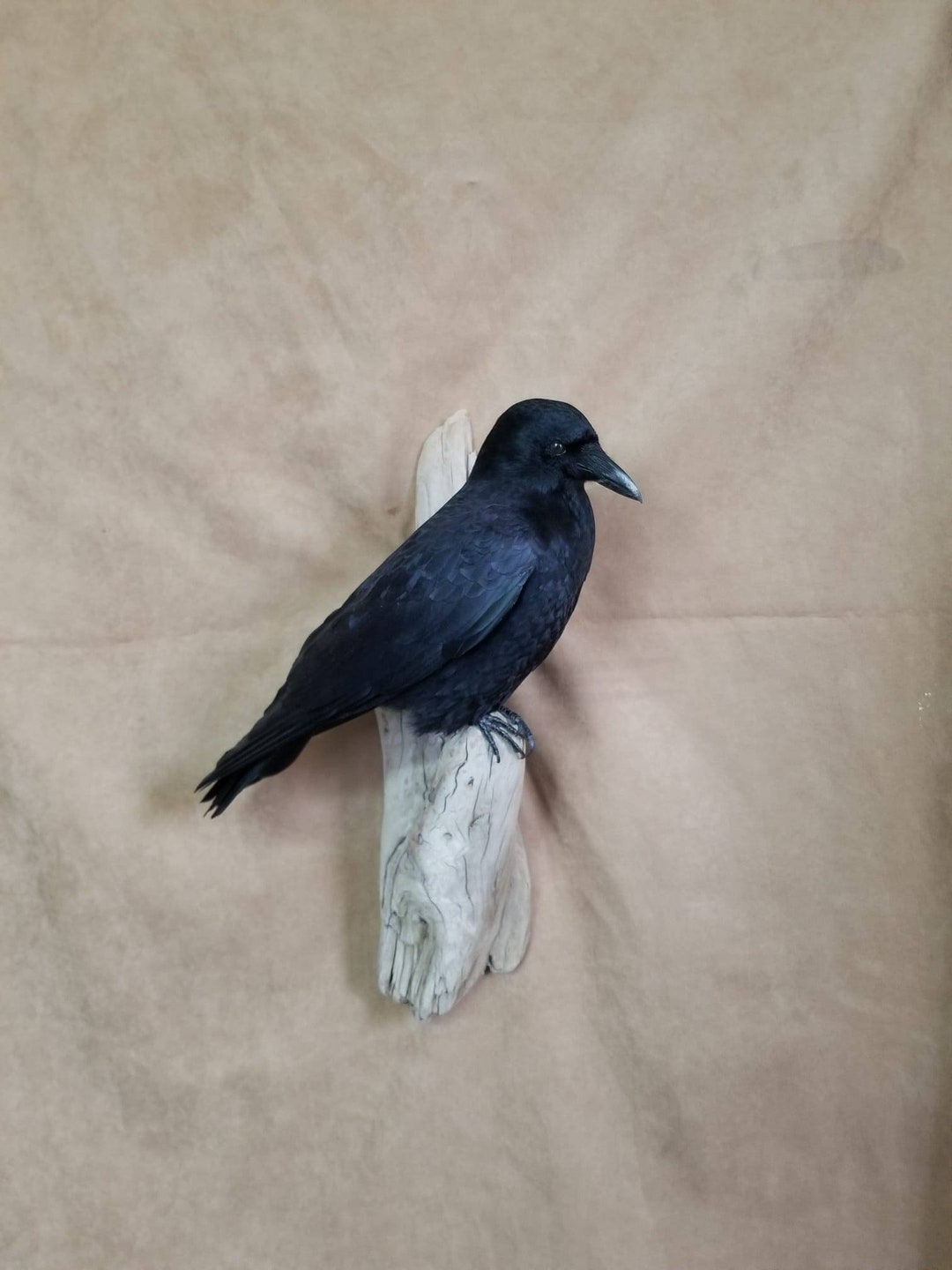 Custom Common Crow Taxidermy Mount - Etsy