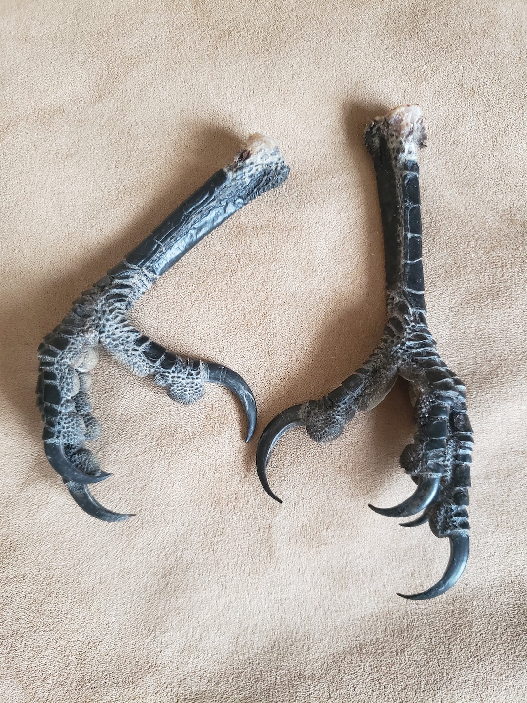 Cured Preserved Raven Feet - Etsy