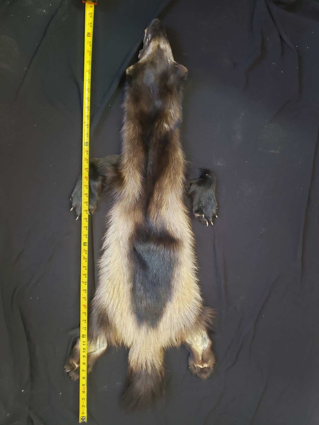 Large Tanned Mountable Wolverine Hide - Etsy