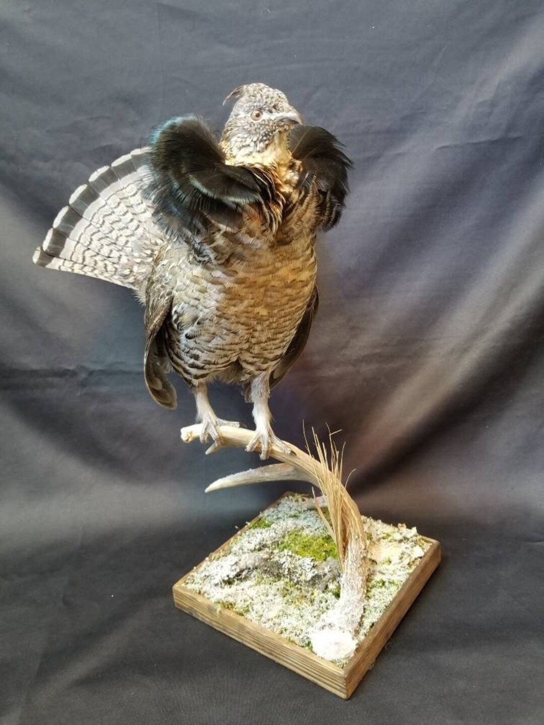 Custom Ruffed Grouse Taxidermy Mount - Etsy Canada