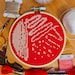 Cross Stitch Kit - SBA Agar With Beige Colonies // Laboratory // Lab ...