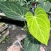 Anthurium 'cay Cee' Magnificum X Greige 327 - Etsy