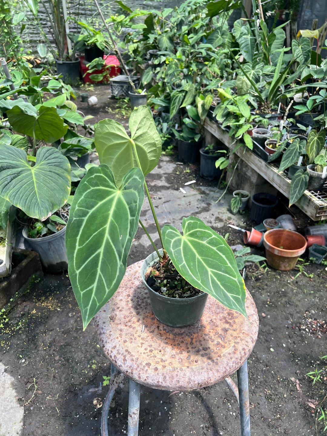 Anthurium 'cay Cee' Magnificum X Greige, Rare Hybrid 344 - Etsy