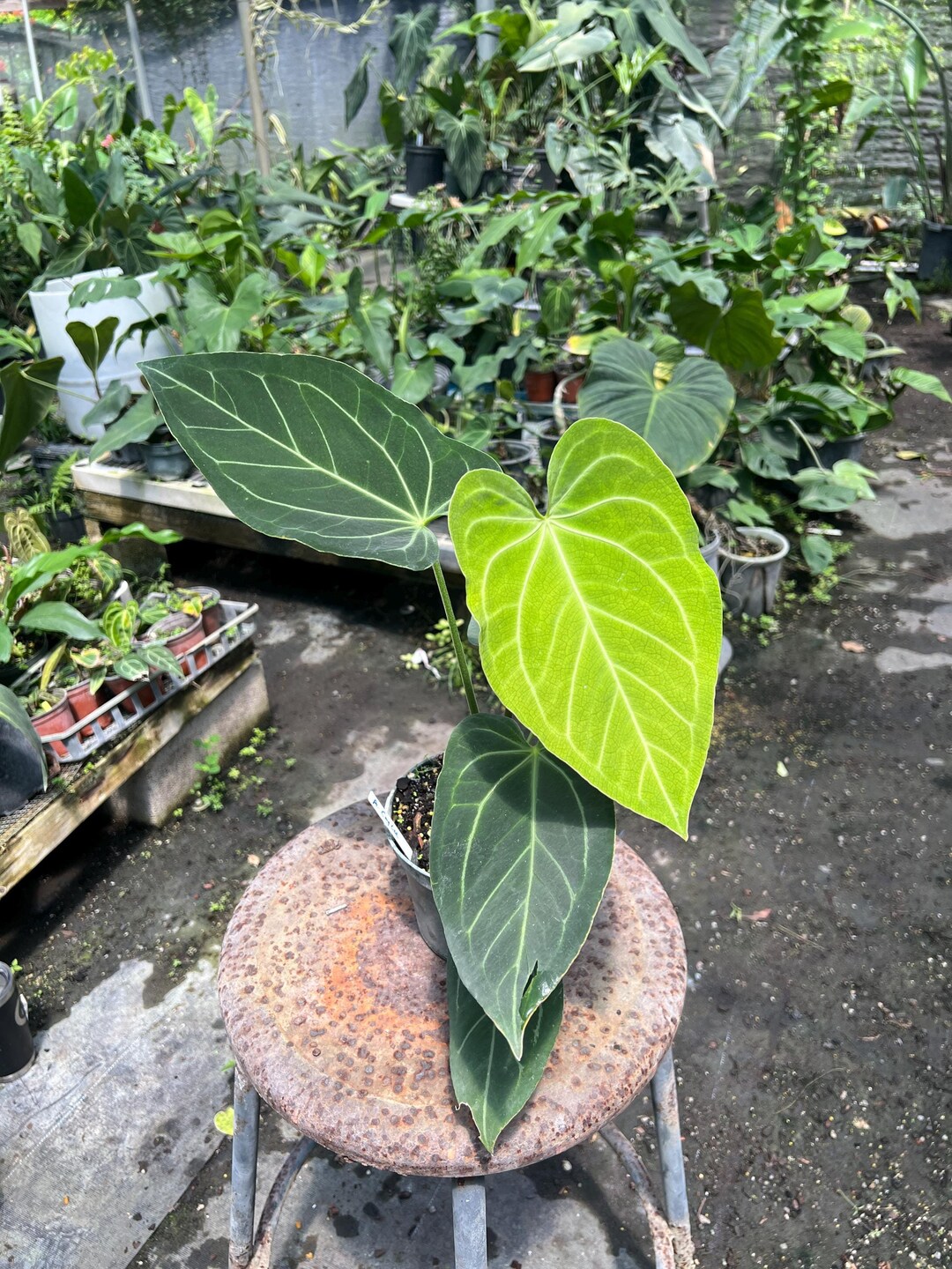 Anthurium 'cay Cee' Magnificum X Greige 327 - Etsy