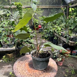 Anthurium 'cay Cee' Magnificum X Greige 327 - Etsy