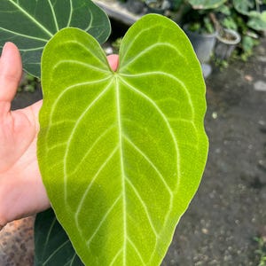 Anthurium 'cay Cee' Magnificum X Greige 327 - Etsy