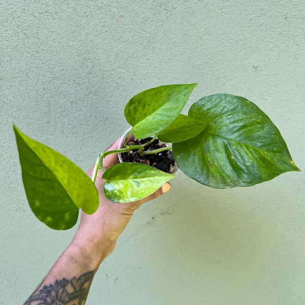 Carnival Plants - Etsy