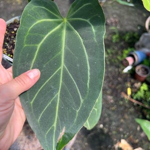 Anthurium 'cay Cee' Magnificum X Greige 327 - Etsy