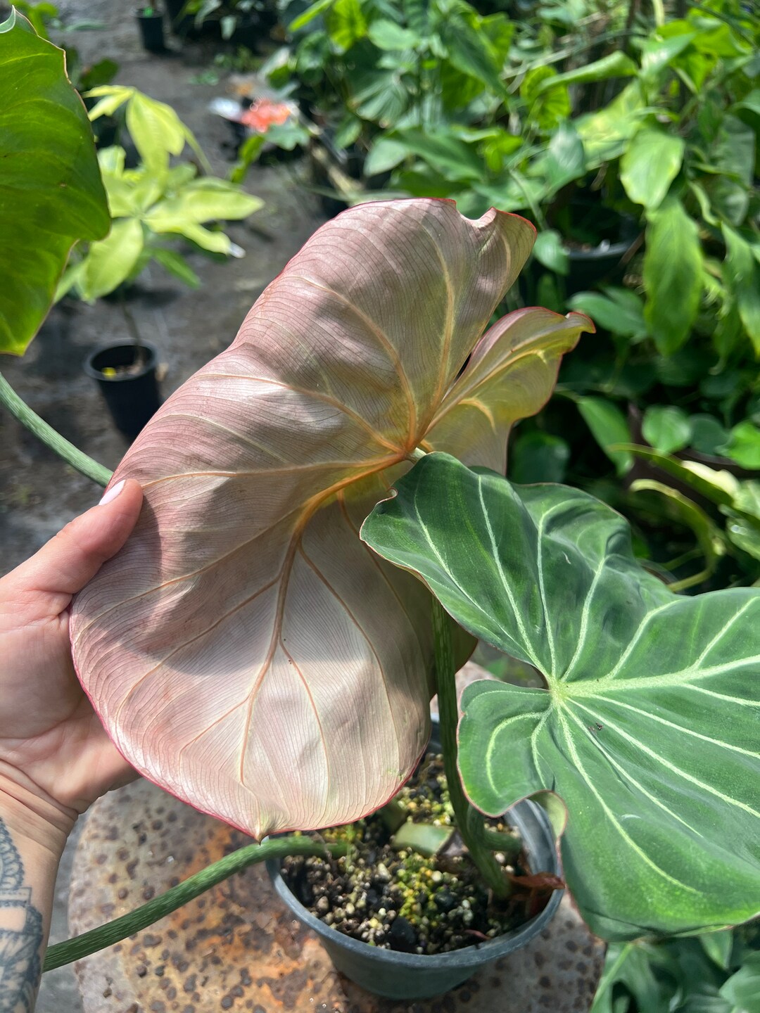 Philodendron Gloriosum 'pink Back Form' Rare Houseplants 122 - Etsy
