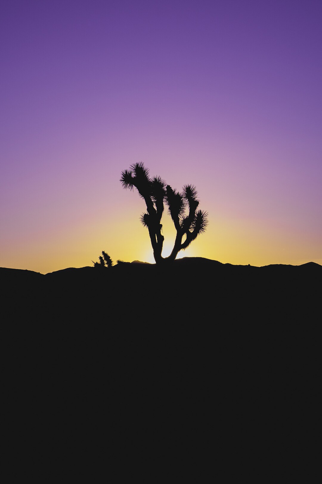 Joshua Tree Sunset | Joshua Tree National Park Photo Print | 2019 - Etsy