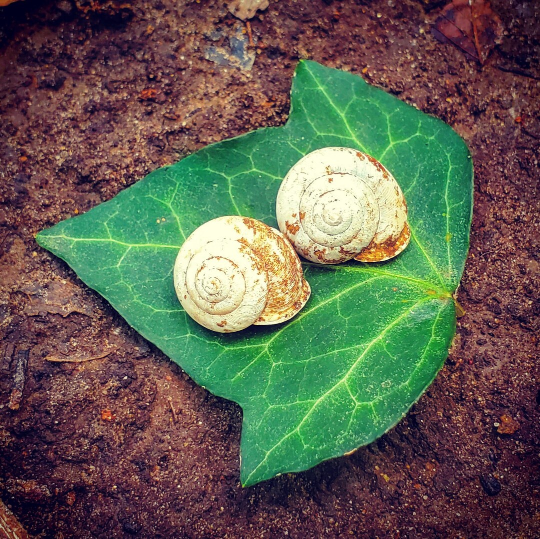 8x8 PHOTOGRAPHY PRINT Snail Shells Earth Altar - Etsy.de