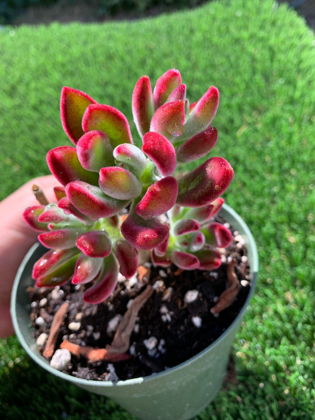 Echeveria Pulvinata Ruby Succulent Plants - Etsy
