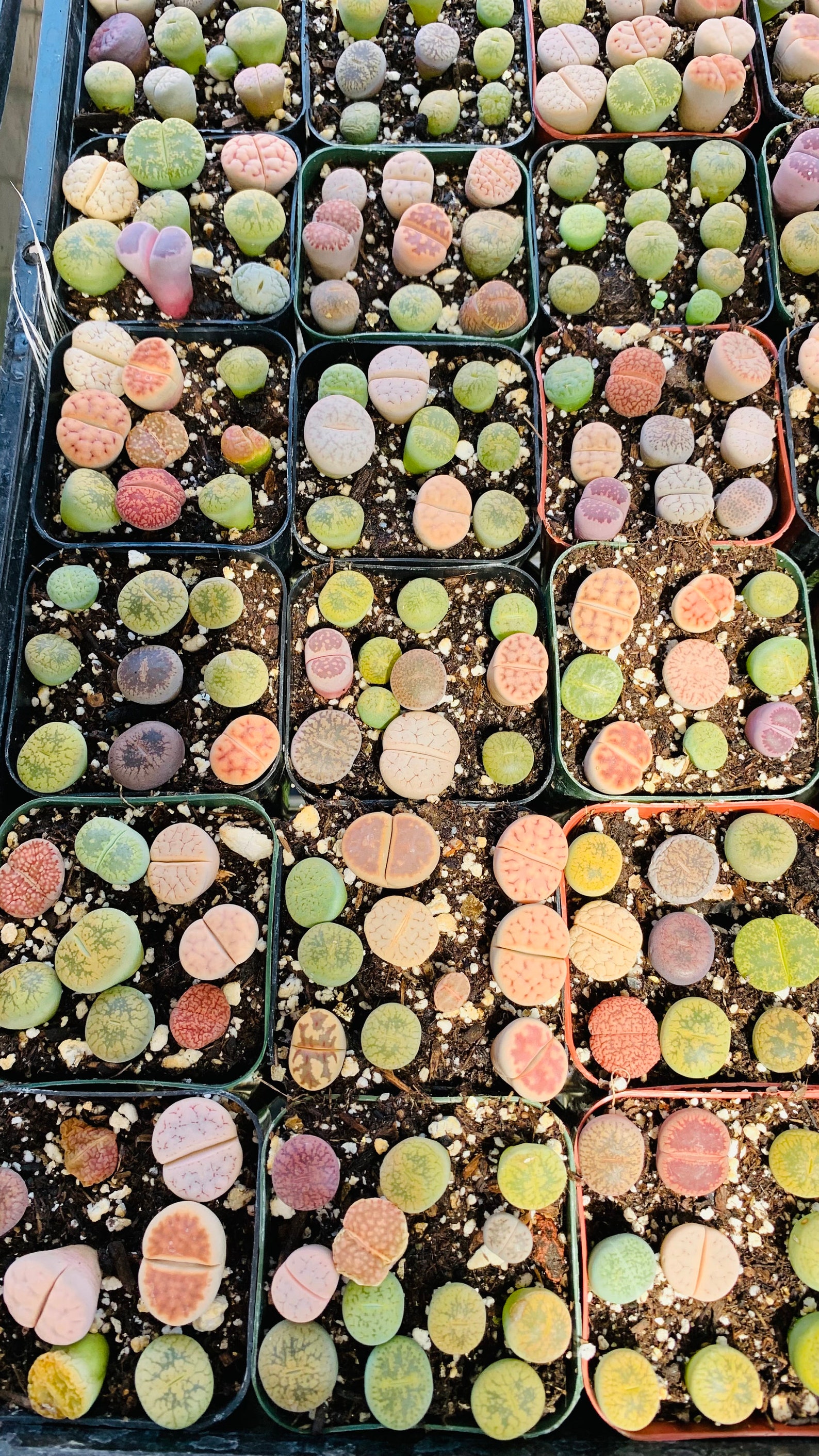 Colorful Imported Lithops Living Stone Succulent Plant - Etsy