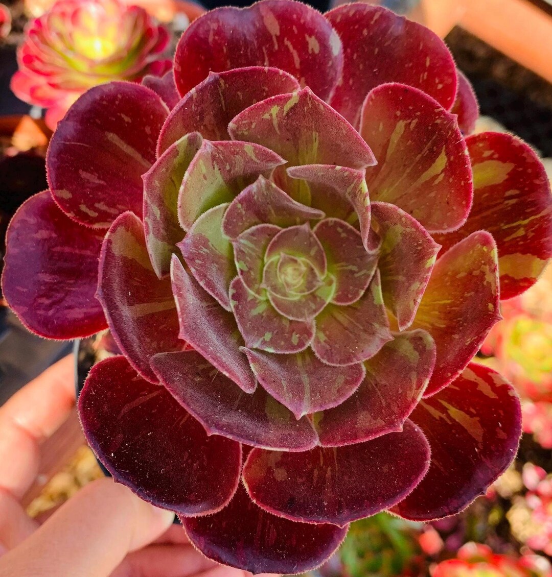 Variegated Aeonium Aurora Single Head Succulent Plant - Etsy