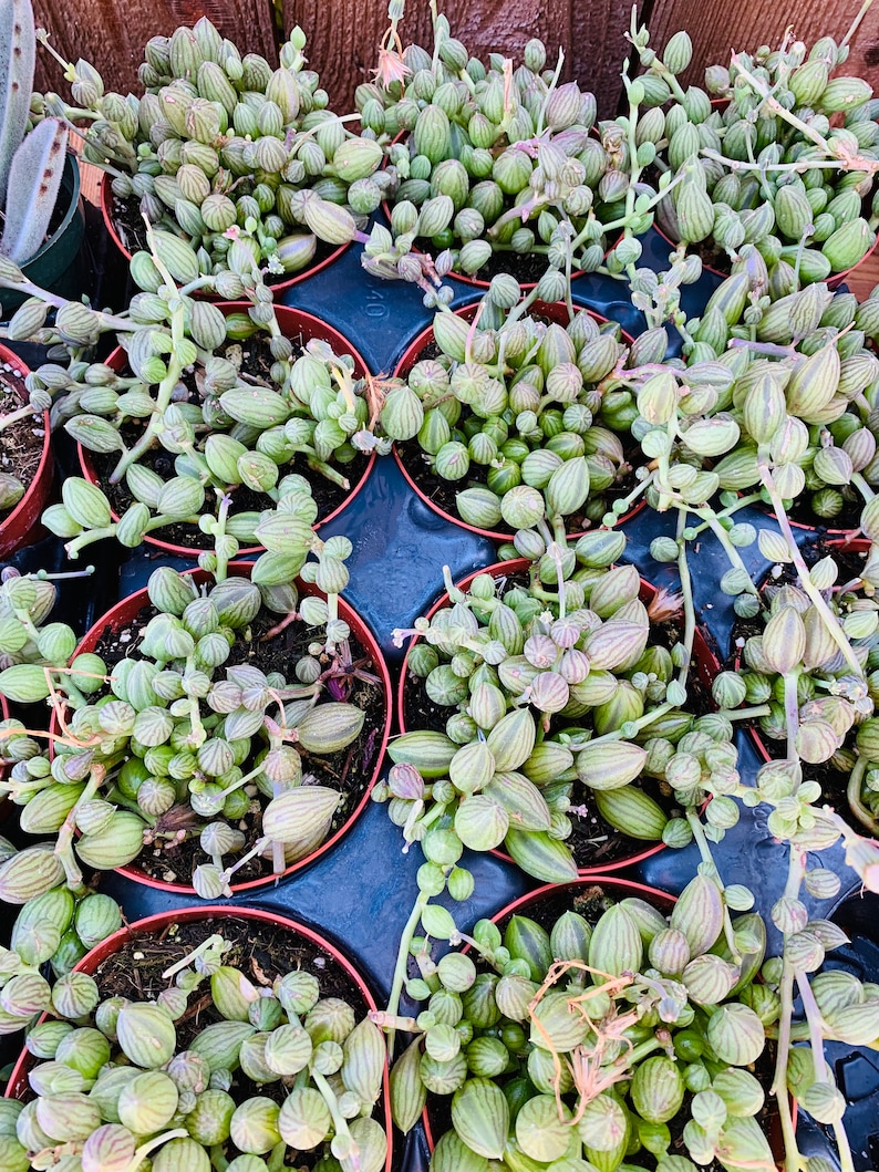 String of Watermelon Succulent Plant - Etsy