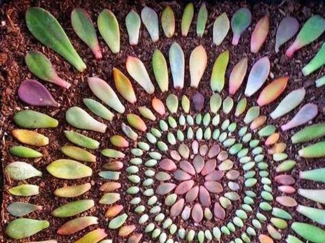 Succulent Leaves-including 10 OR More Different VARIESTIES for - Etsy