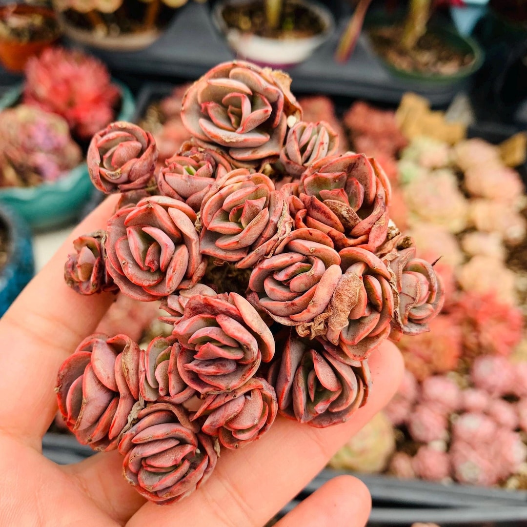 Echeveria Sunyan Cluster Succulent Plant - Etsy