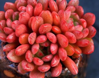 Ruby Red Plant - Etsy