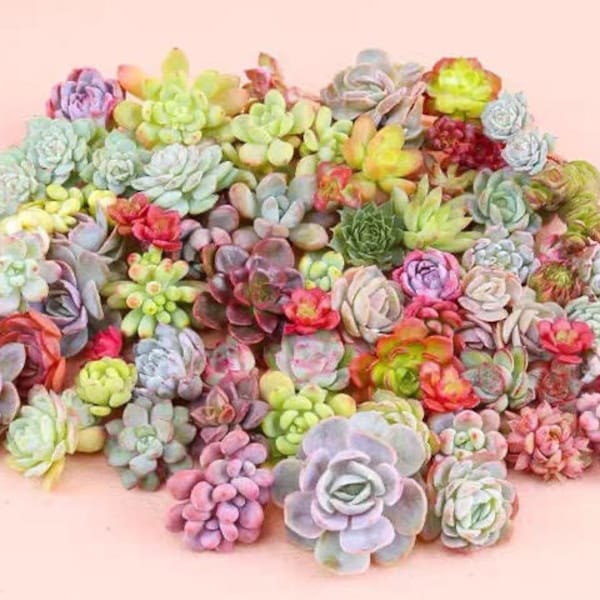 Mountain Rose Succulent - Etsy