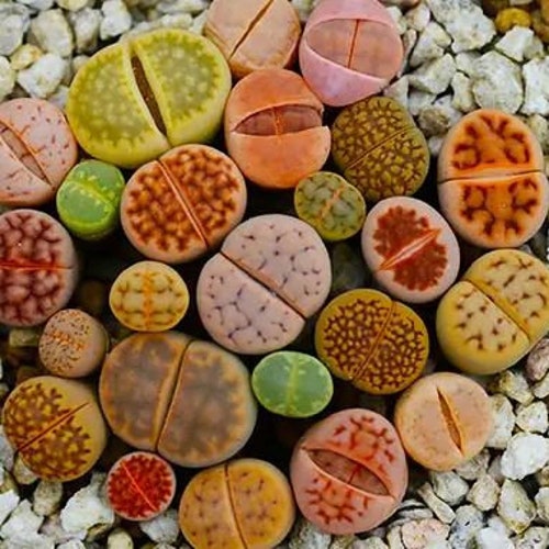 Imported Lithops Living Stone Succulent Plant - Etsy