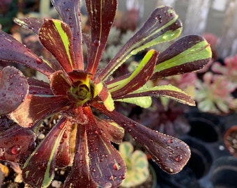 Rare Aeonium Big Bang Hybrid Chameleon Gold Variegated Succulent From ...