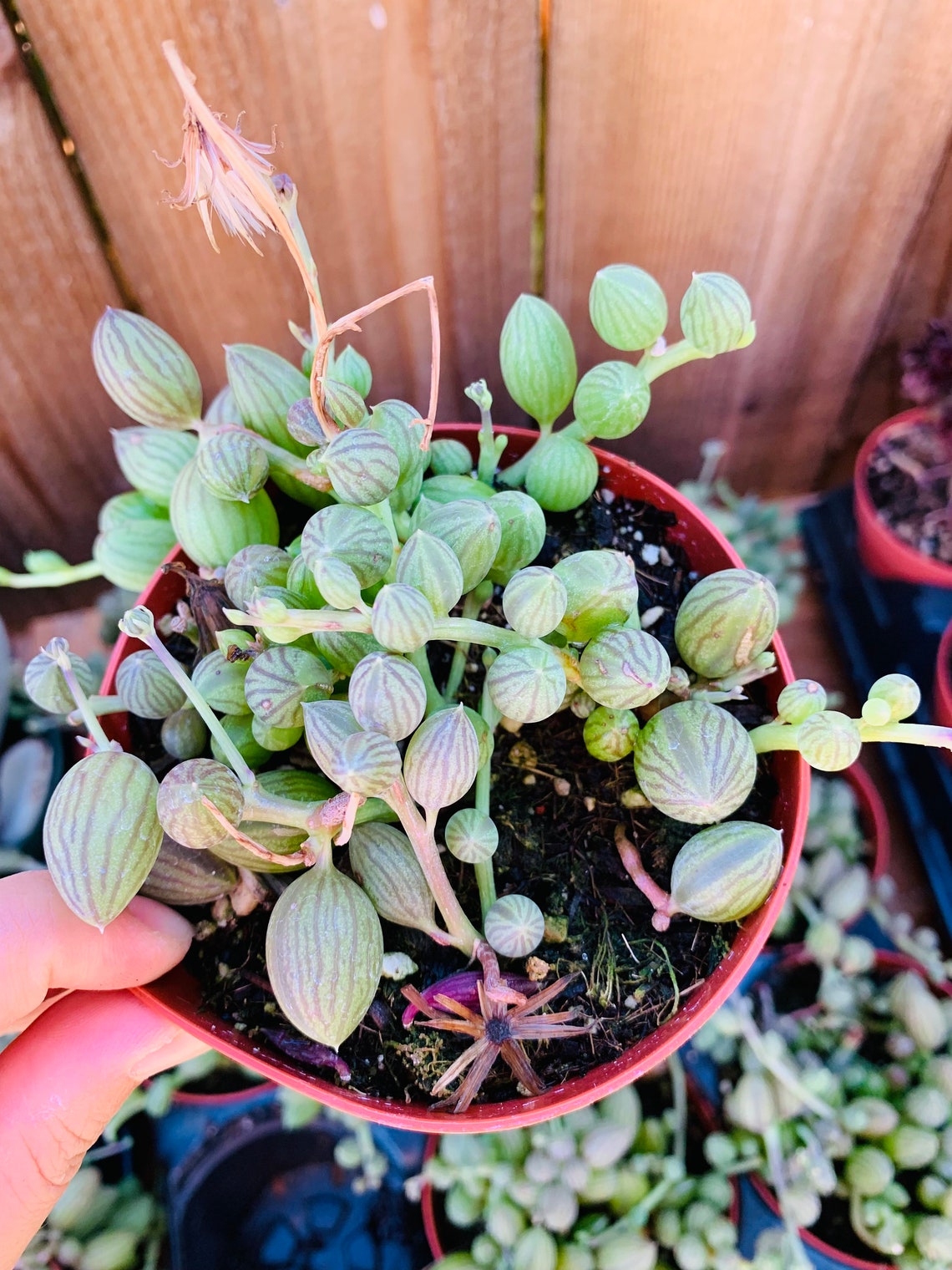 String of Watermelon Succulent Plant - Etsy