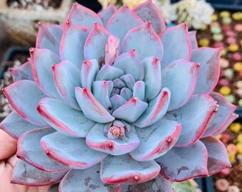 Echeveria 'blue Bird' Succulent Plant - Etsy