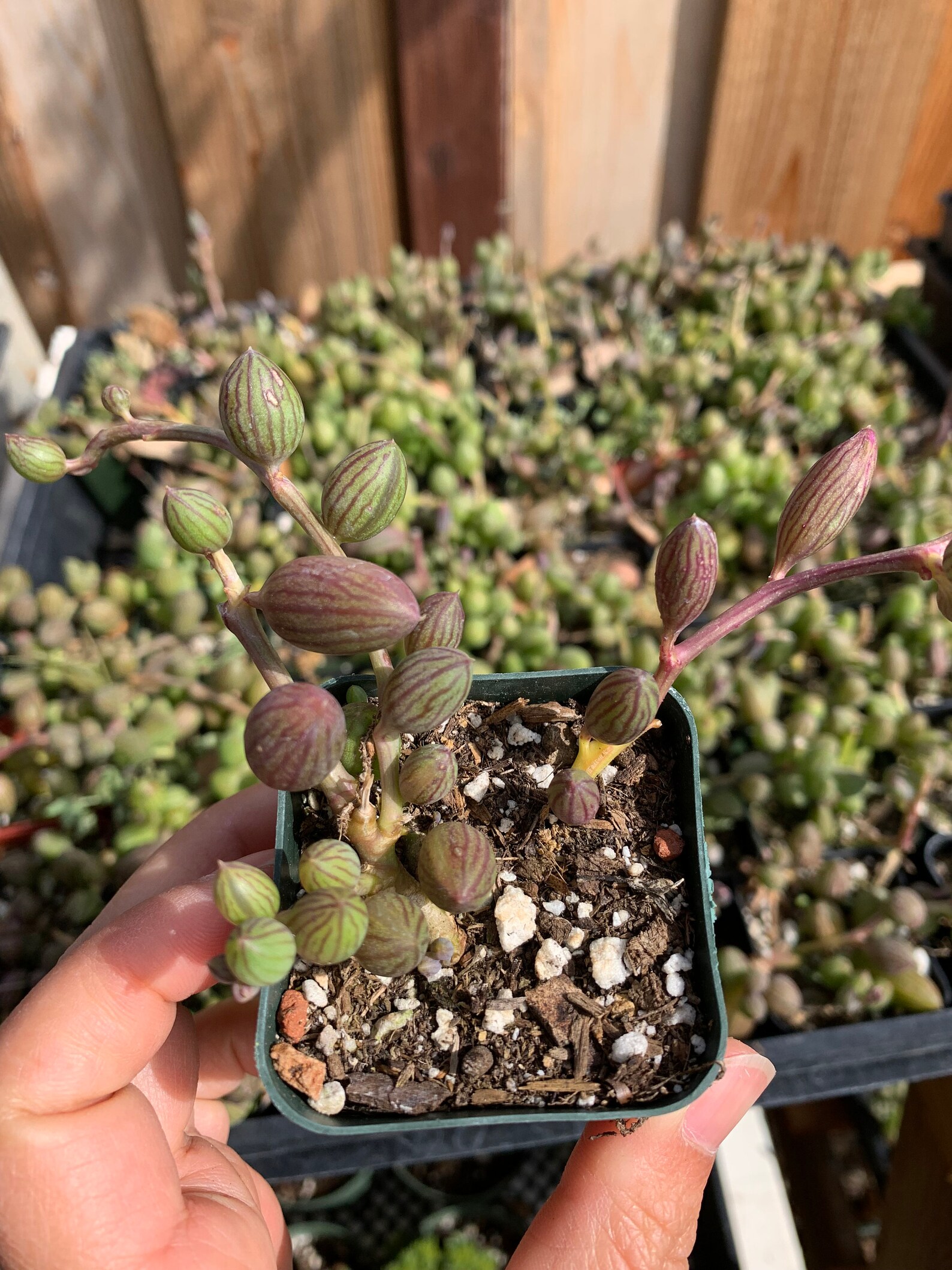 String of Watermelon Succulent Plant - Etsy