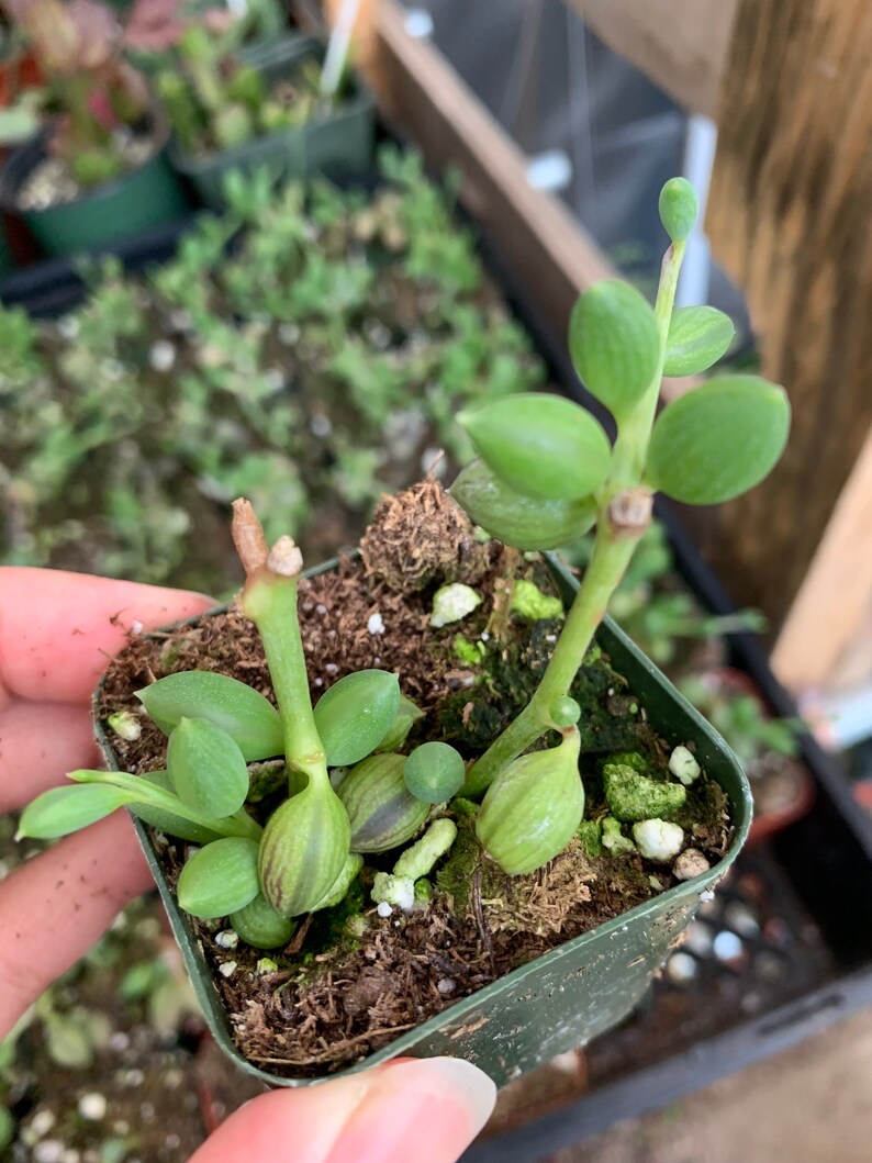 String of Watermelon Succulent Plant - Etsy