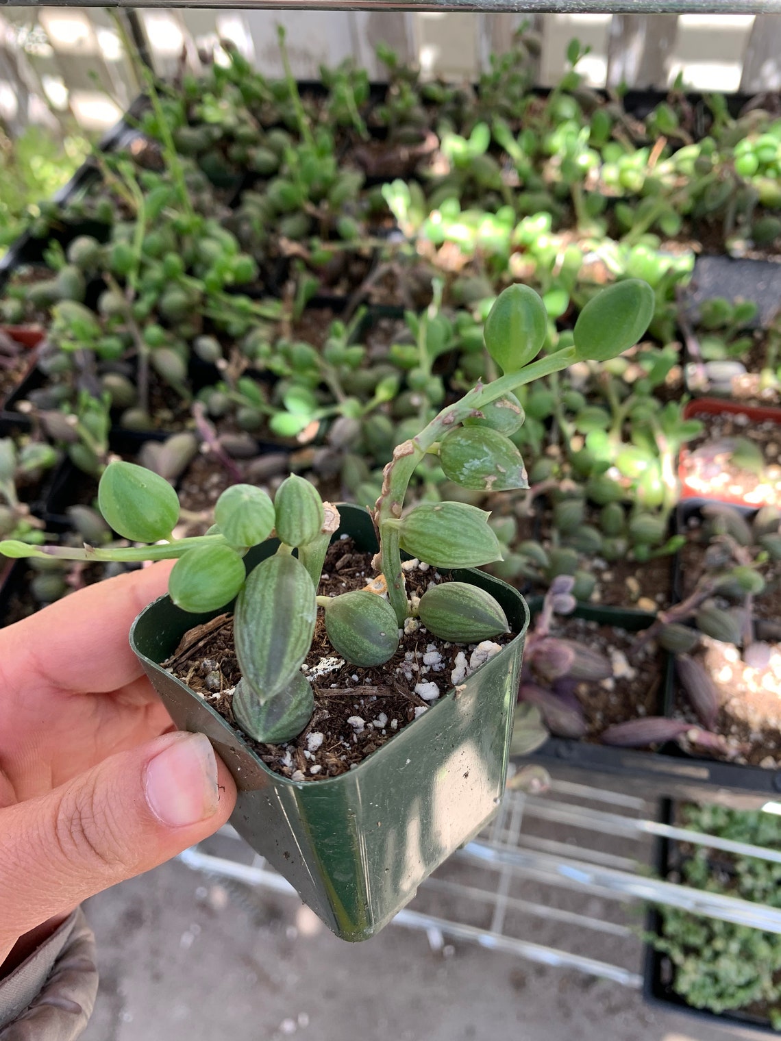 String of Watermelon Succulent Plant - Etsy