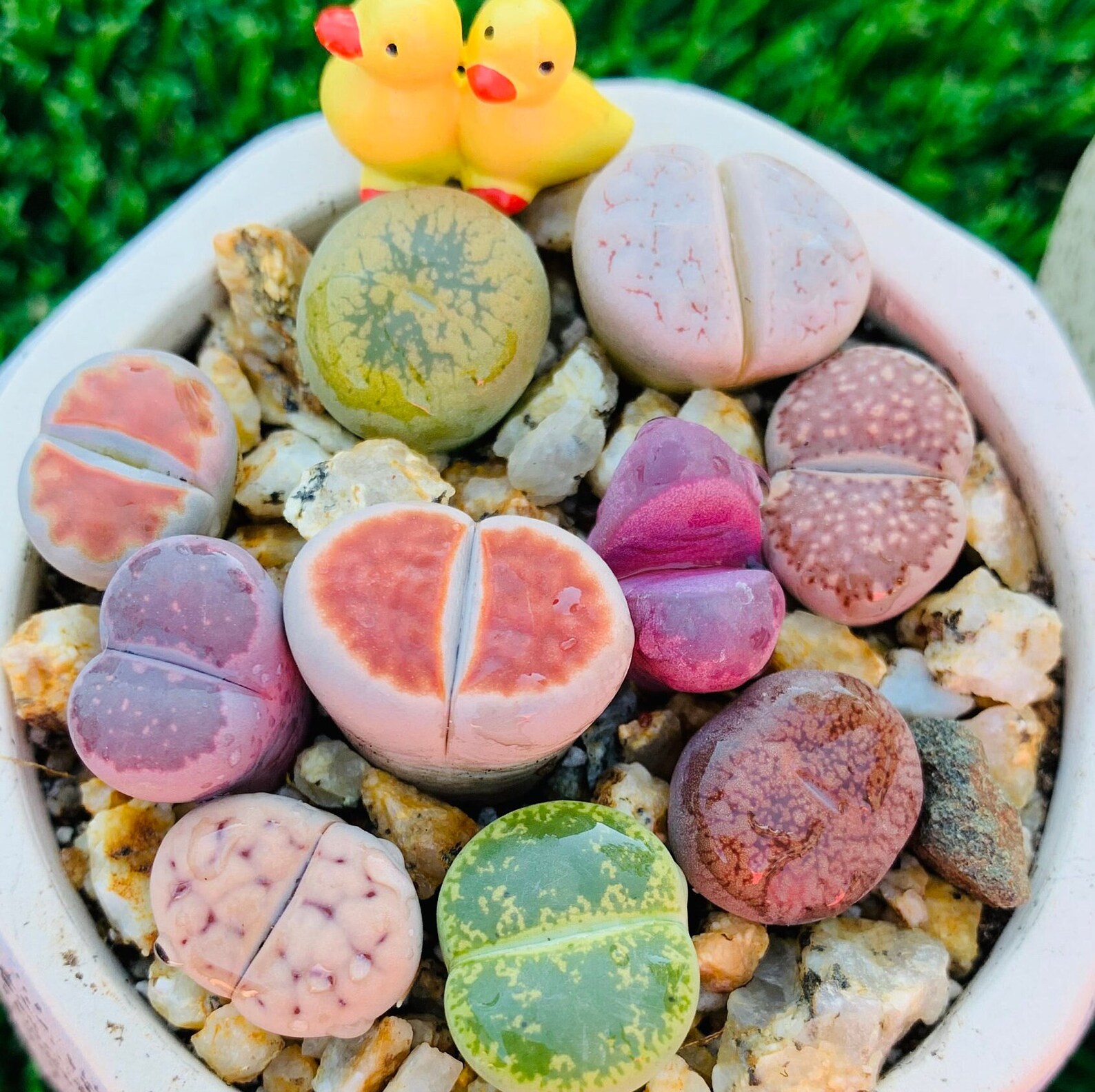 Colorful Imported Lithops Living Stone Succulent Plant - Etsy