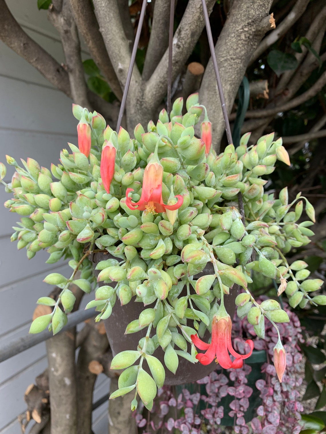 Cotyledon Pendens Succulent Plants - Etsy