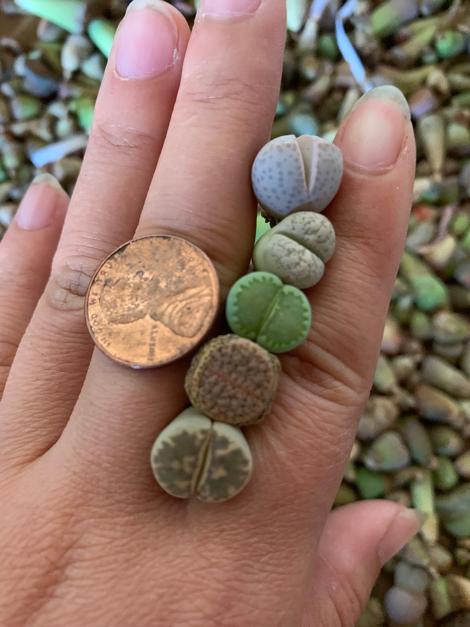 Colorful Imported Lithops Living Stone Succulent Plant - Etsy