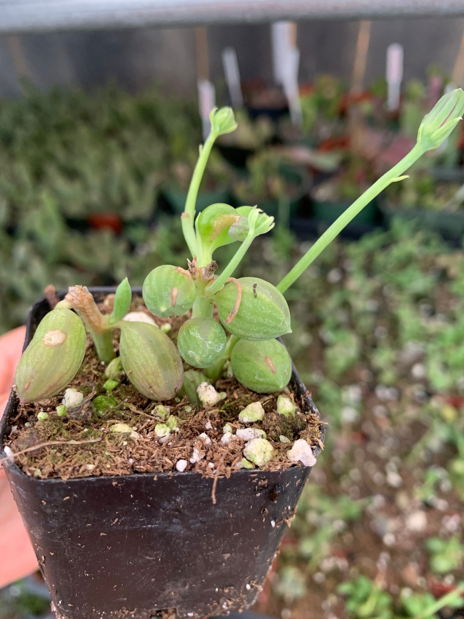 String of Watermelon Succulent Plant - Etsy