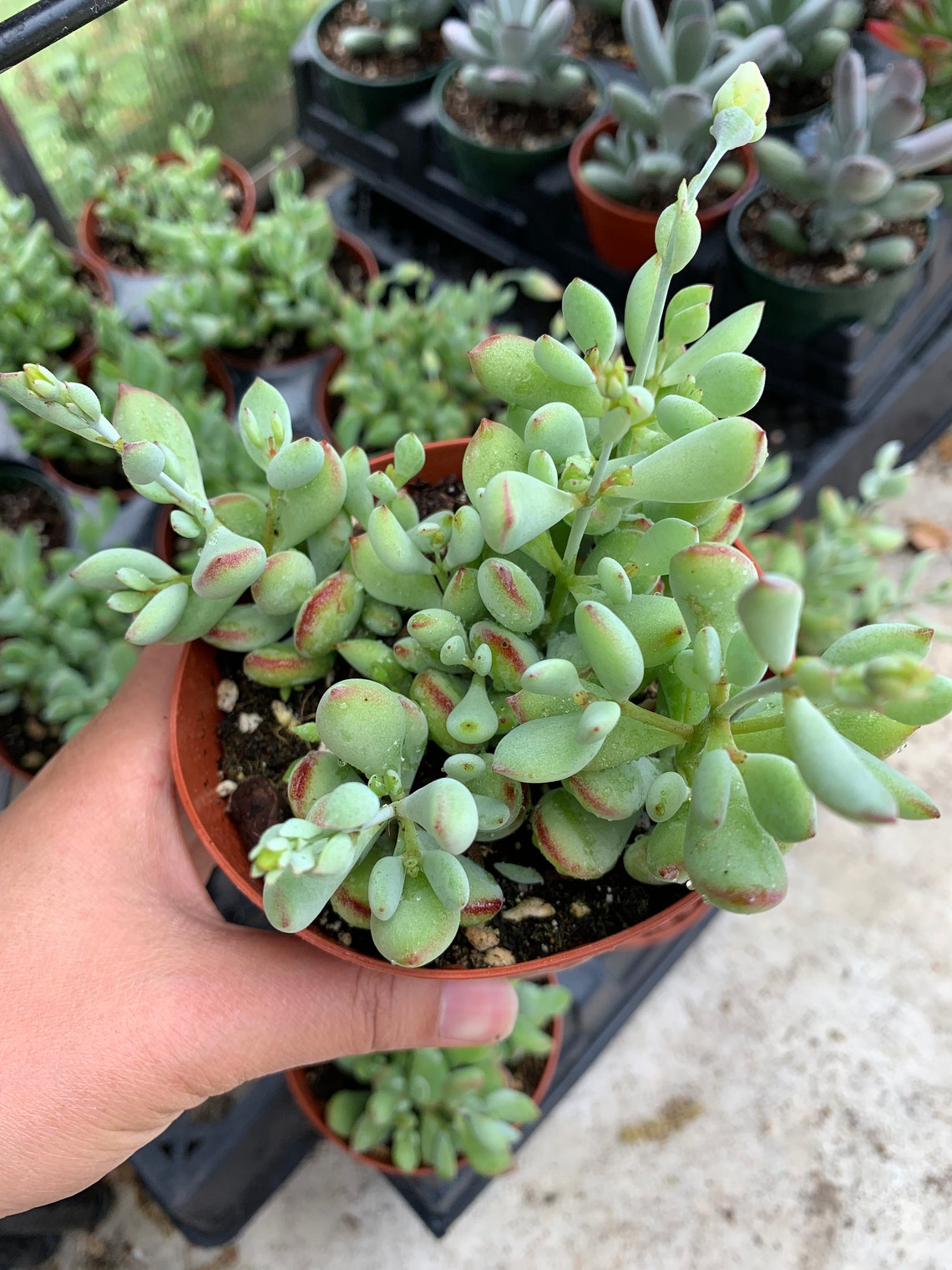 Cotyledon Pendens Succulent Plants - Etsy
