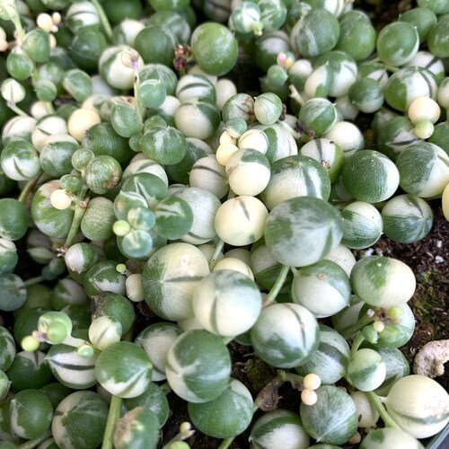 Variegated String of Pearl Succulent Plant - Etsy