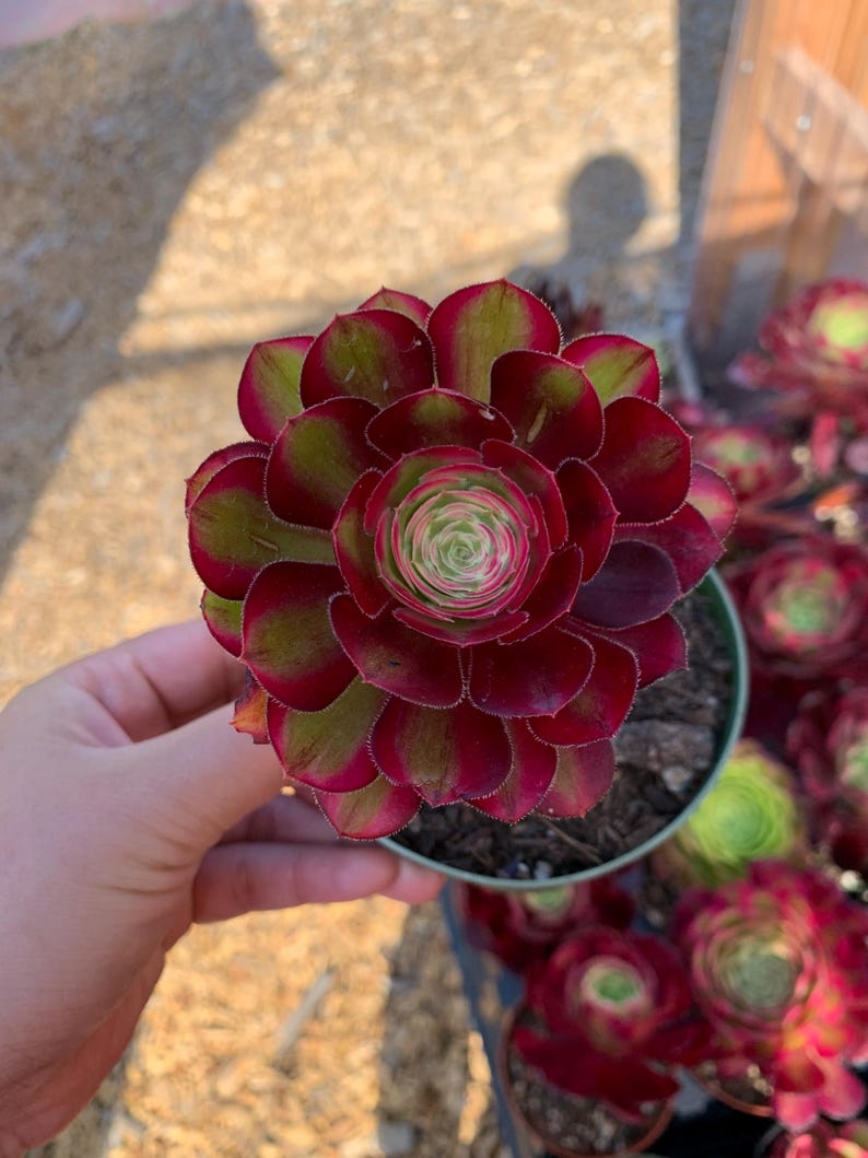 Variegated Aeonium Chanel Single Head Succulent Plant - Etsy