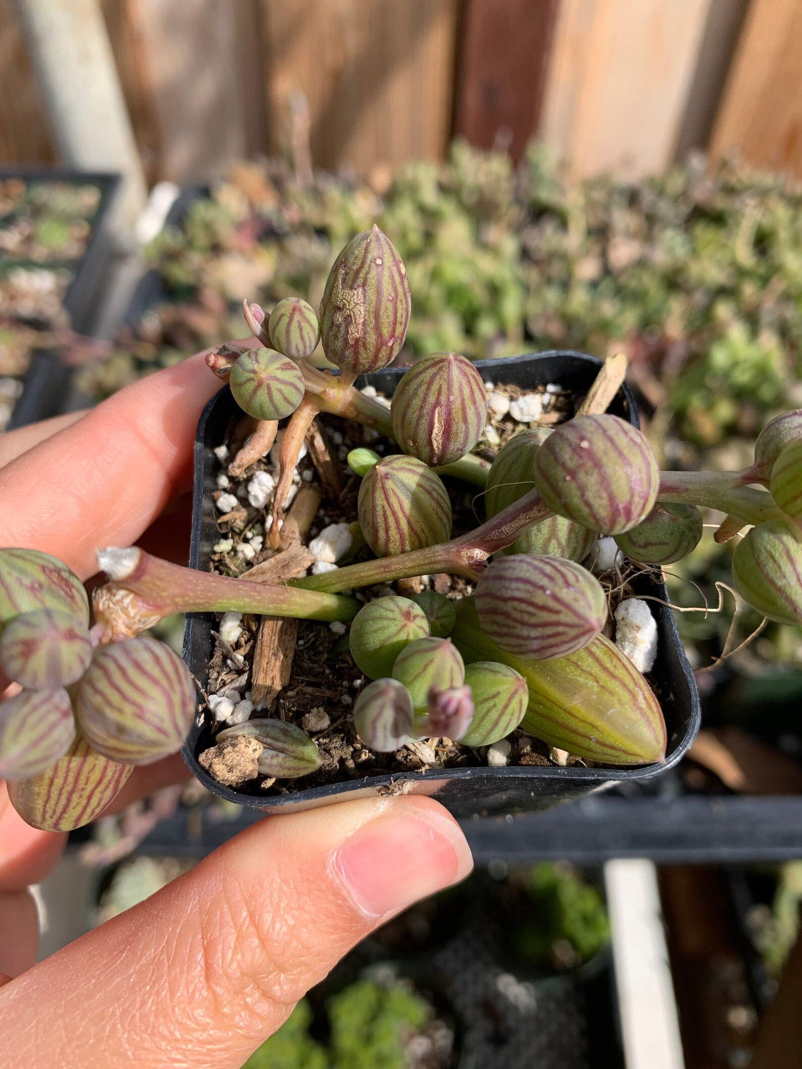 String of Watermelon Succulent Plant - Etsy