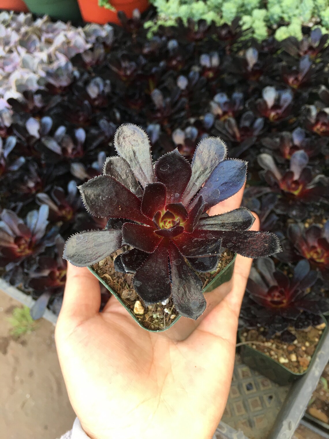 Aeonium Black Rose Succulent Plant - Etsy