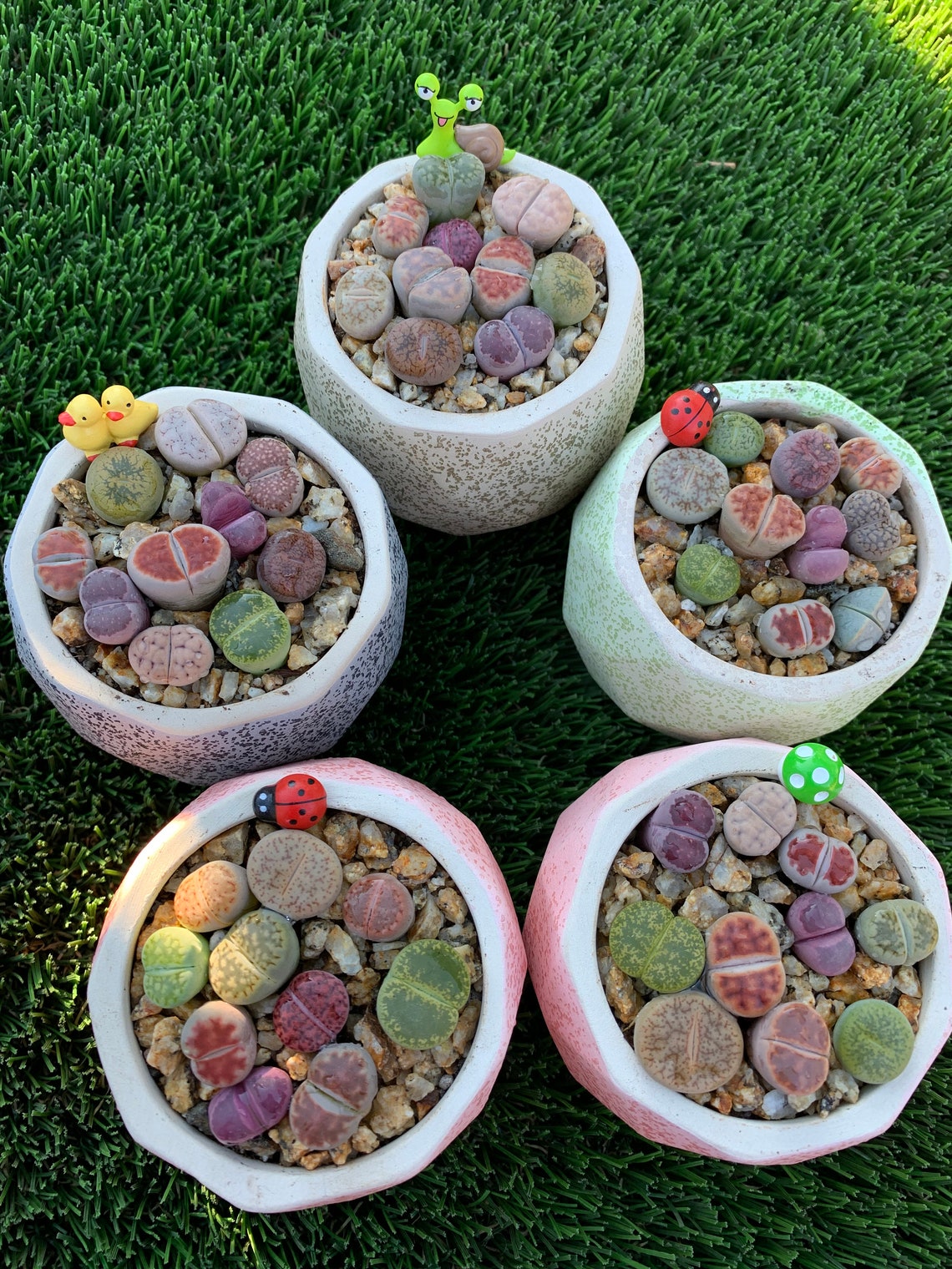 Colorful Imported Lithops Living Stone Succulent Plant - Etsy