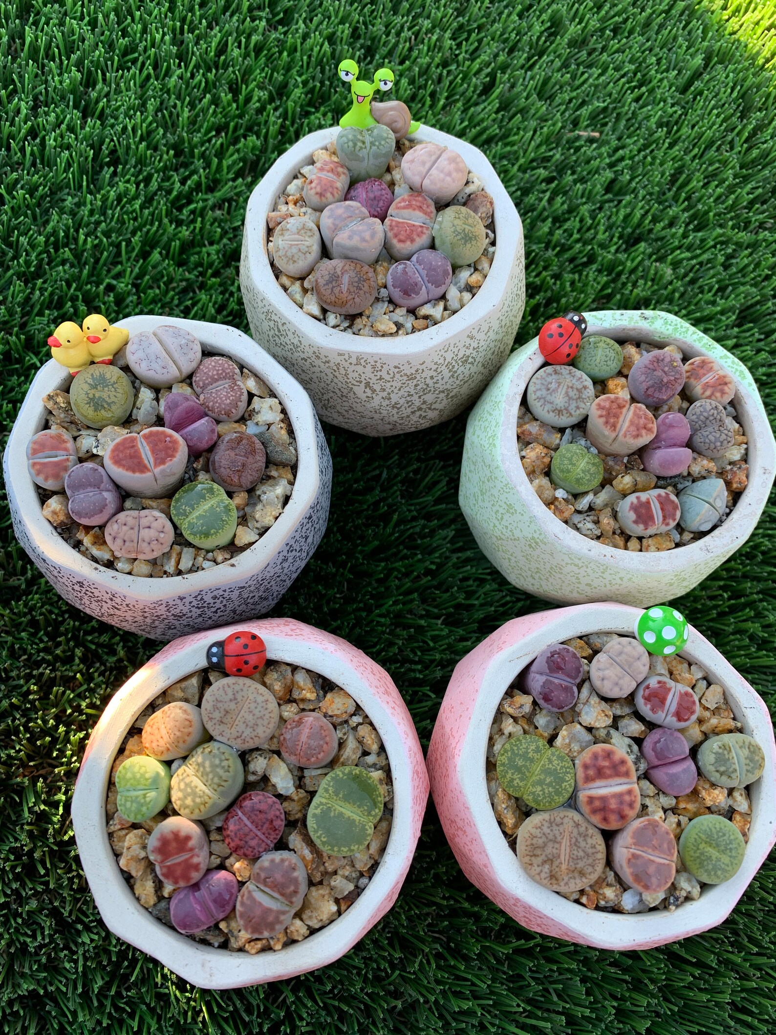 Colorful Imported Lithops Living Stone Succulent Plant - Etsy