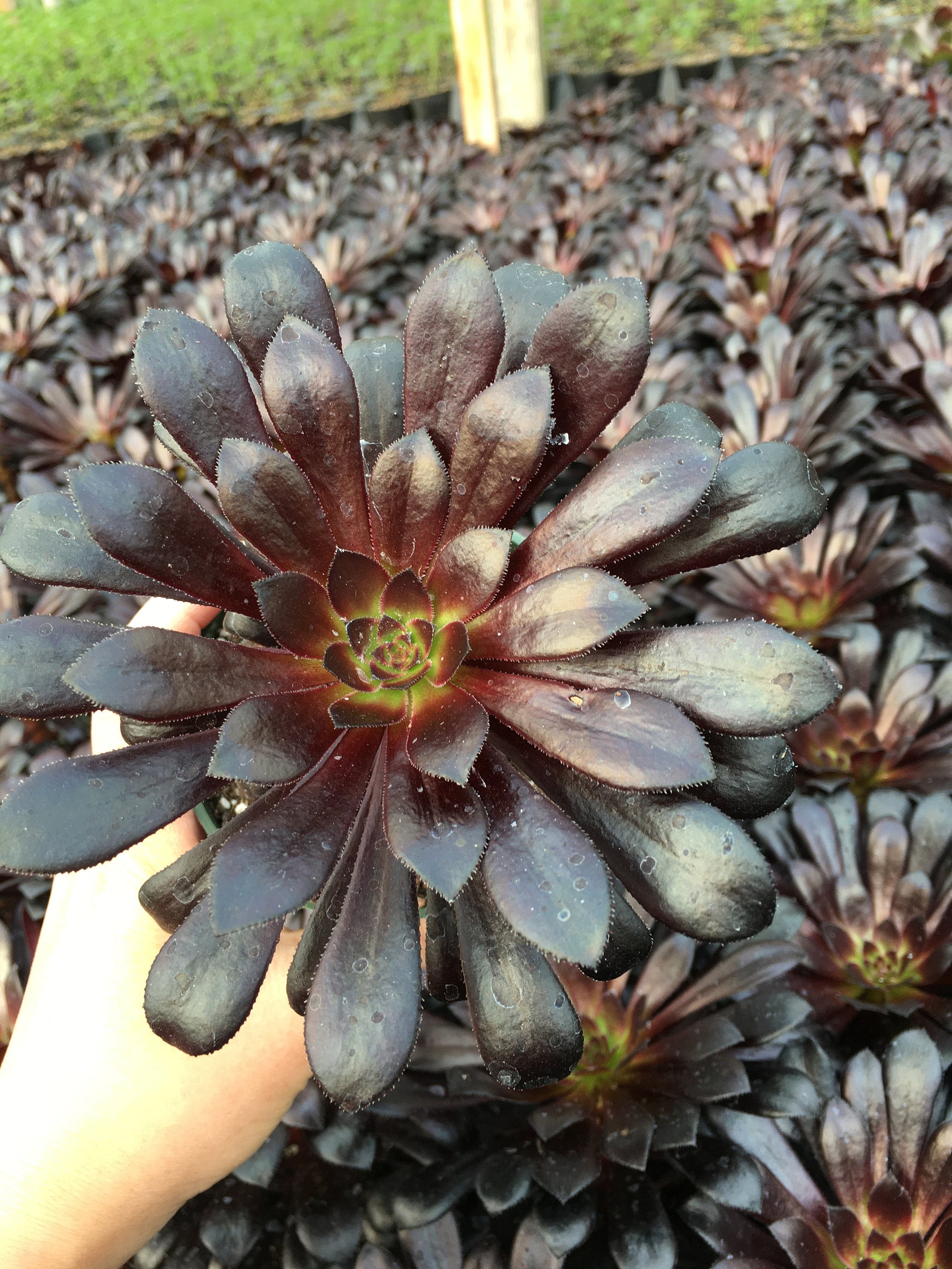 Aeonium Black Rose Succulent Plant - Etsy